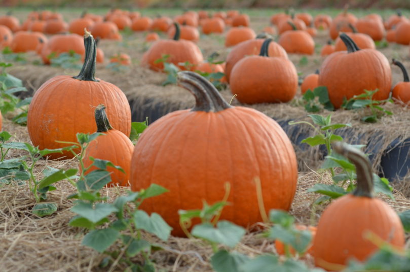 Best Pumpkin Patches in South Florida • Happy Family Blog