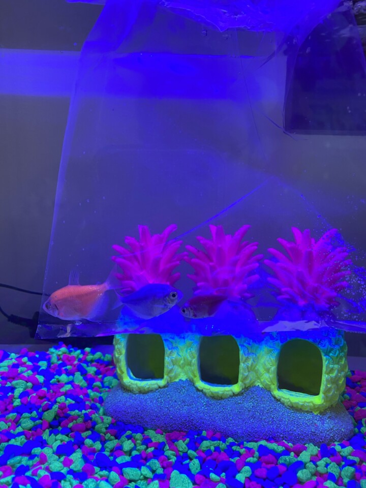 How to Set up a Fish Tank • Happy Family Blog