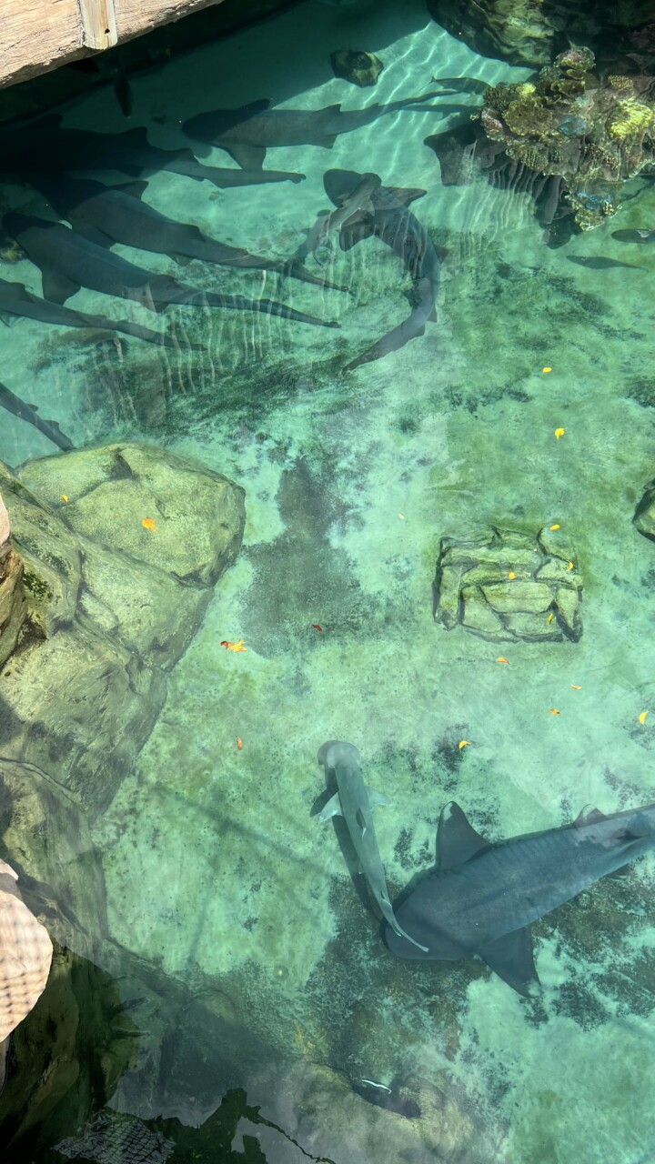 The Ultimate Guide to Discovery Cove in Orlando • Happy Family Blog