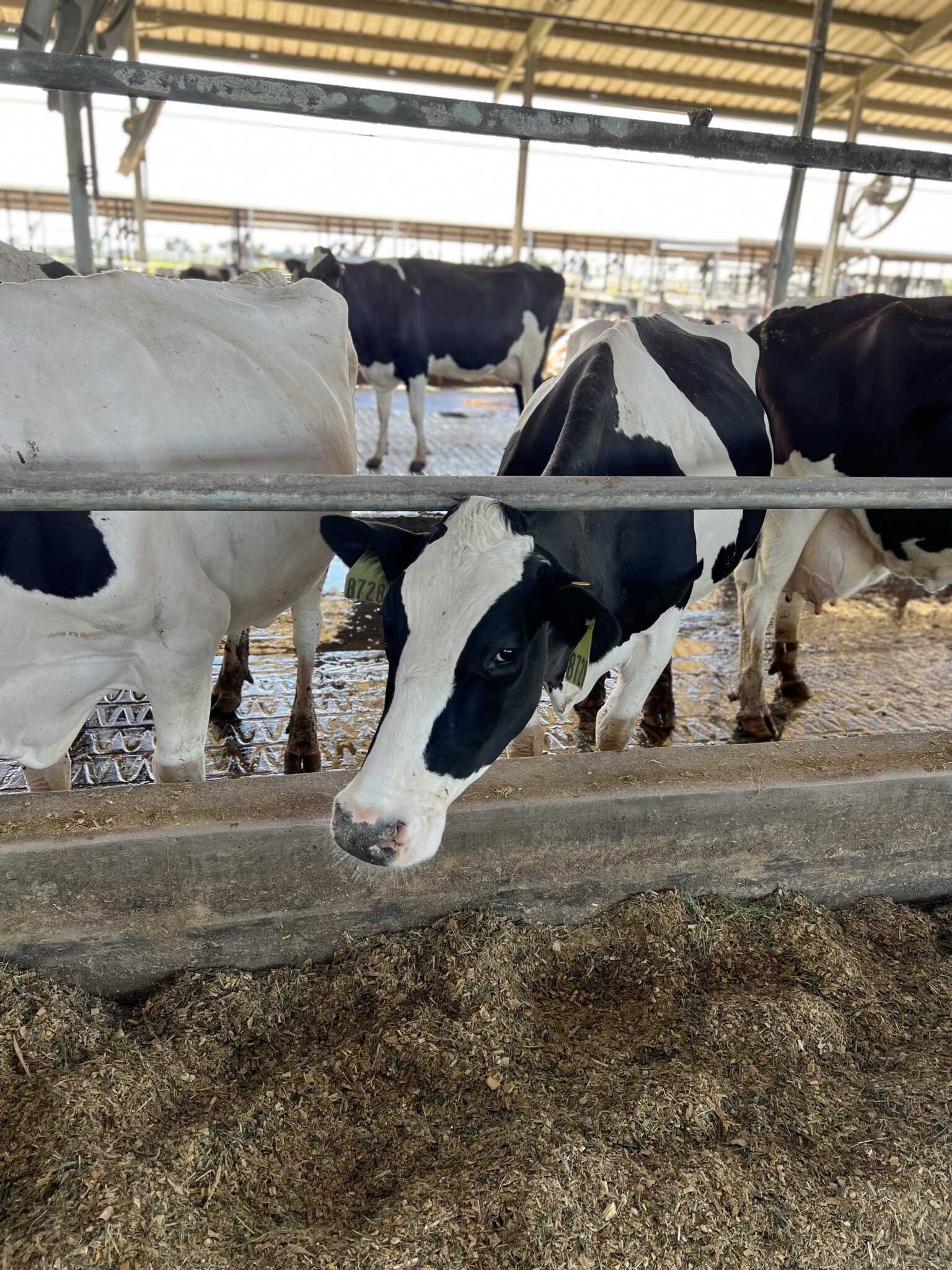 Dairy Cow Facts • Happy Family Blog